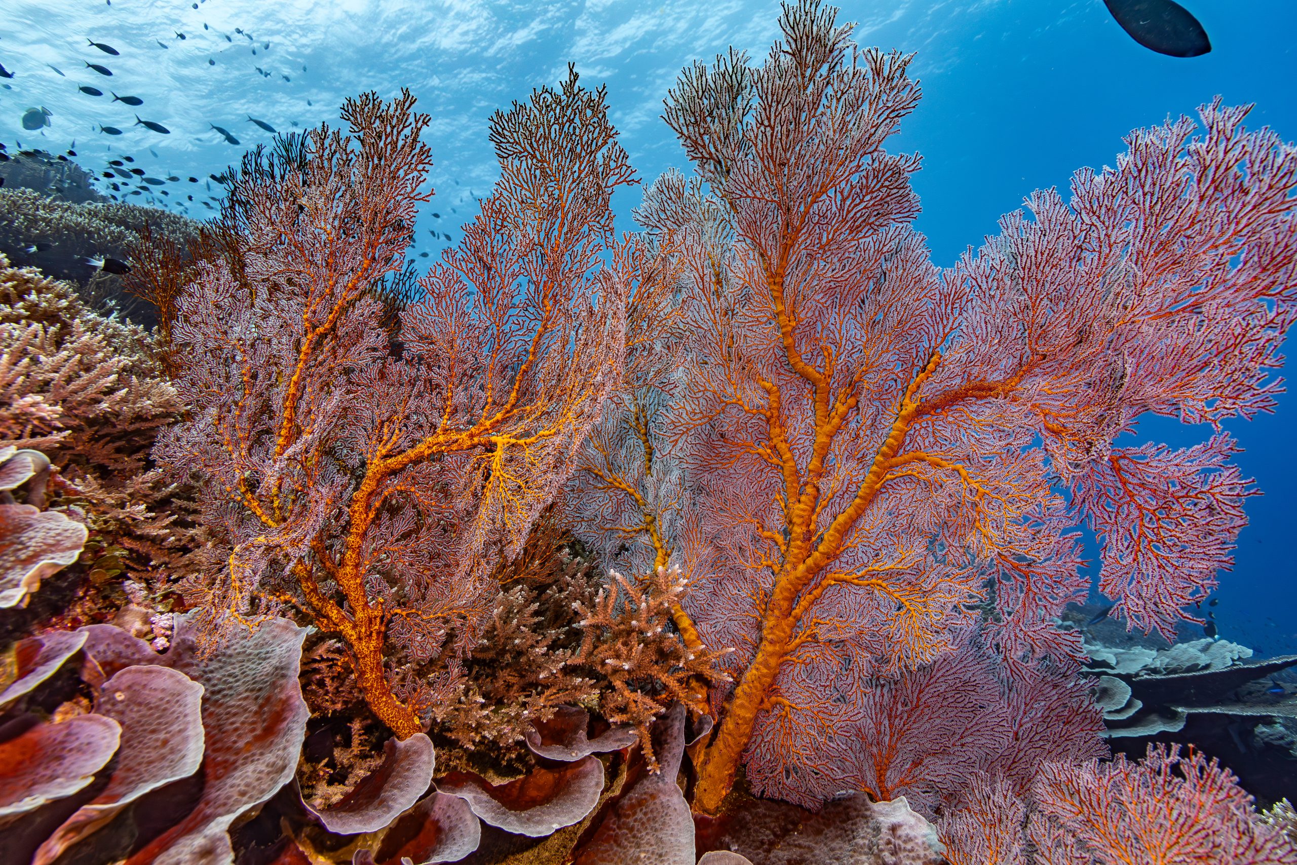 Study Reveals 85 New Coastal Marine Protected Areas are Needed Daily to ...